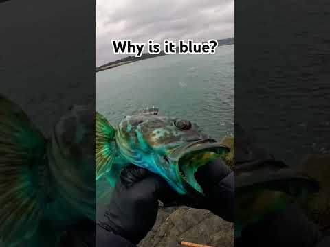We Caught a Rare Blue Lingcod#pnw #oregon #oregoncoast #jetty #rockfishing