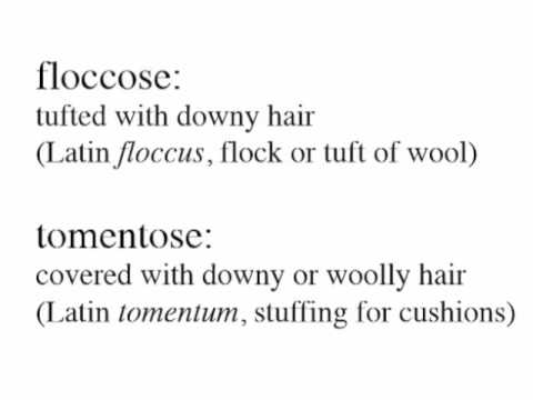 floccose, tomentose | Sesquiotica