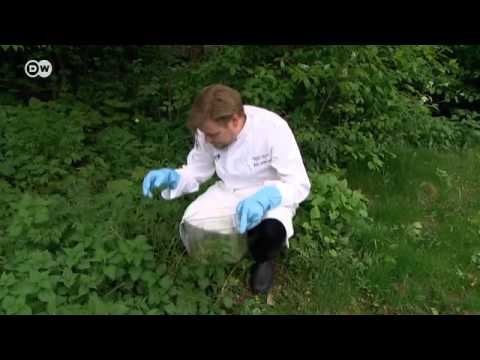 Pan-Fried Sea Bass with Nettle Sauce | Euromaxx
