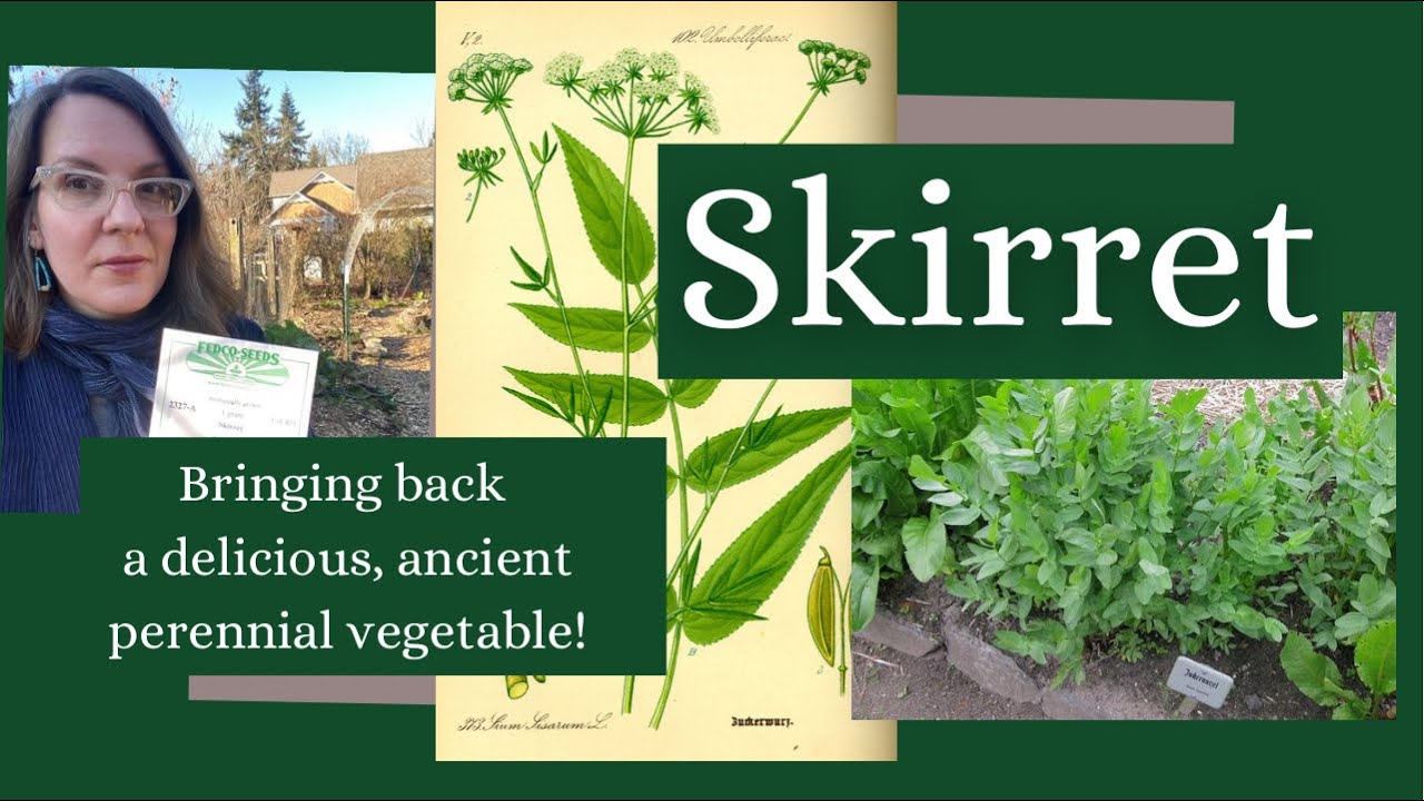 Skirret: A Sweet, Ancient Perennial Root Vegetable
