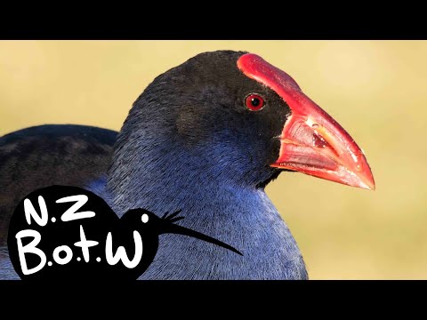 Pukeko - New Zealand Bird of the Week