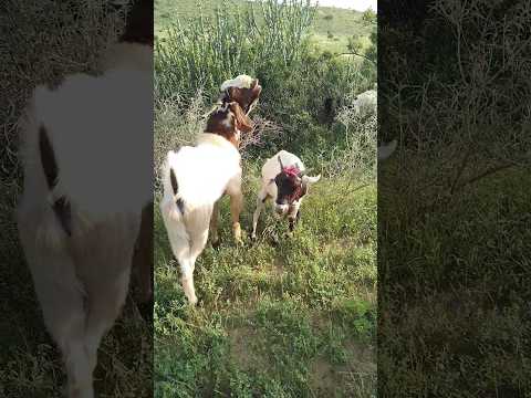 There is a white color goat going to the Thar desert