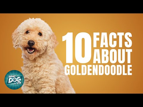 10 Facts About Goldendoodle | Dogs 101 - Goldendoodle Dog Breed Information