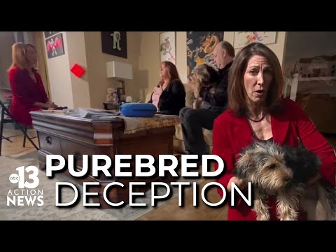 DNA test casts doubt on pedigree of 'purebred' puppy purchased at Town Pets