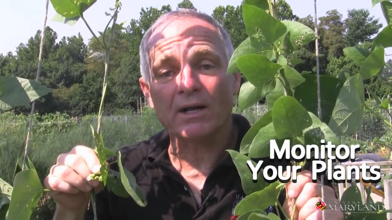 Integrated Pest Management IPM Basics