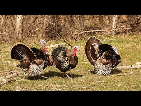 Let's Talk About The Fitness Benefits Of Eating Wild Game