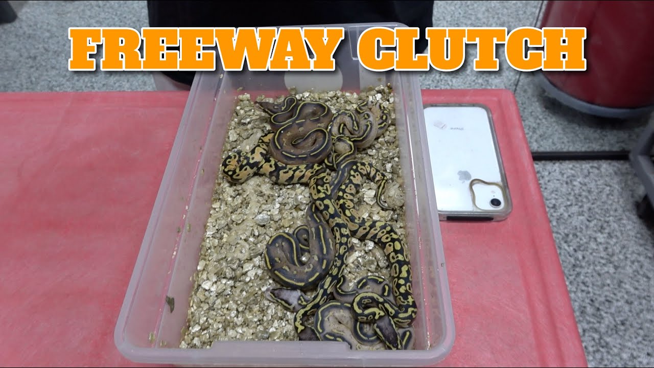 Clutch Update! Amazing Freeway Ball Pythons