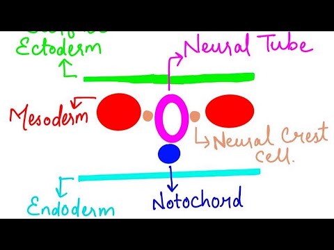 Neurulation -formation of neural tube: ( during 3rd week of embryonic development)