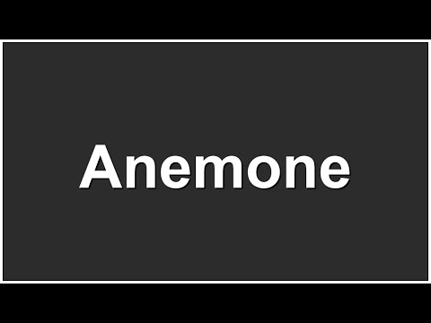 Anemone Pronunciation - Stop Saying It WRONG! (Sea Creature & Flower)