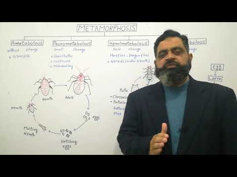 Metamorphosis Urdu /Hindi medium @prof.masoodfuzail| Types of Metamorphosis |