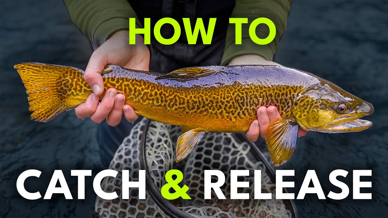 How to Properly Catch & Release Trout for Beginners  | Episode 21