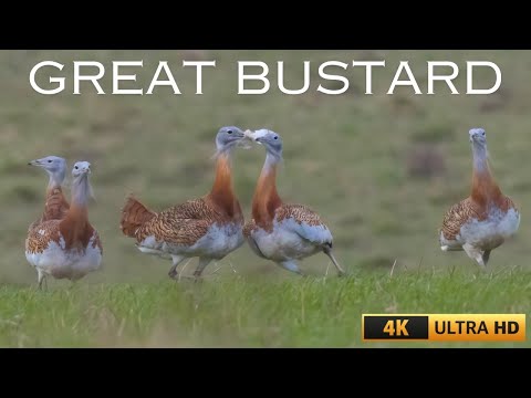 GREAT BUSTARD | OTIS TARDA | UK'S HEAVIEST BIRD | SALISBURY PLAIN, UK | CANON RF 200-800MM LENS