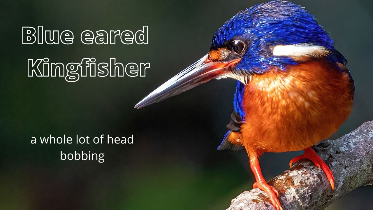 Blue eared Kingfisher head bobbing and call