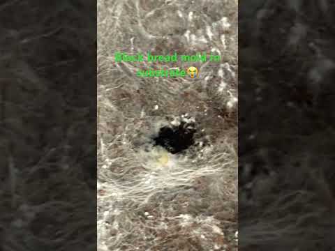 Black bread mold in substrate