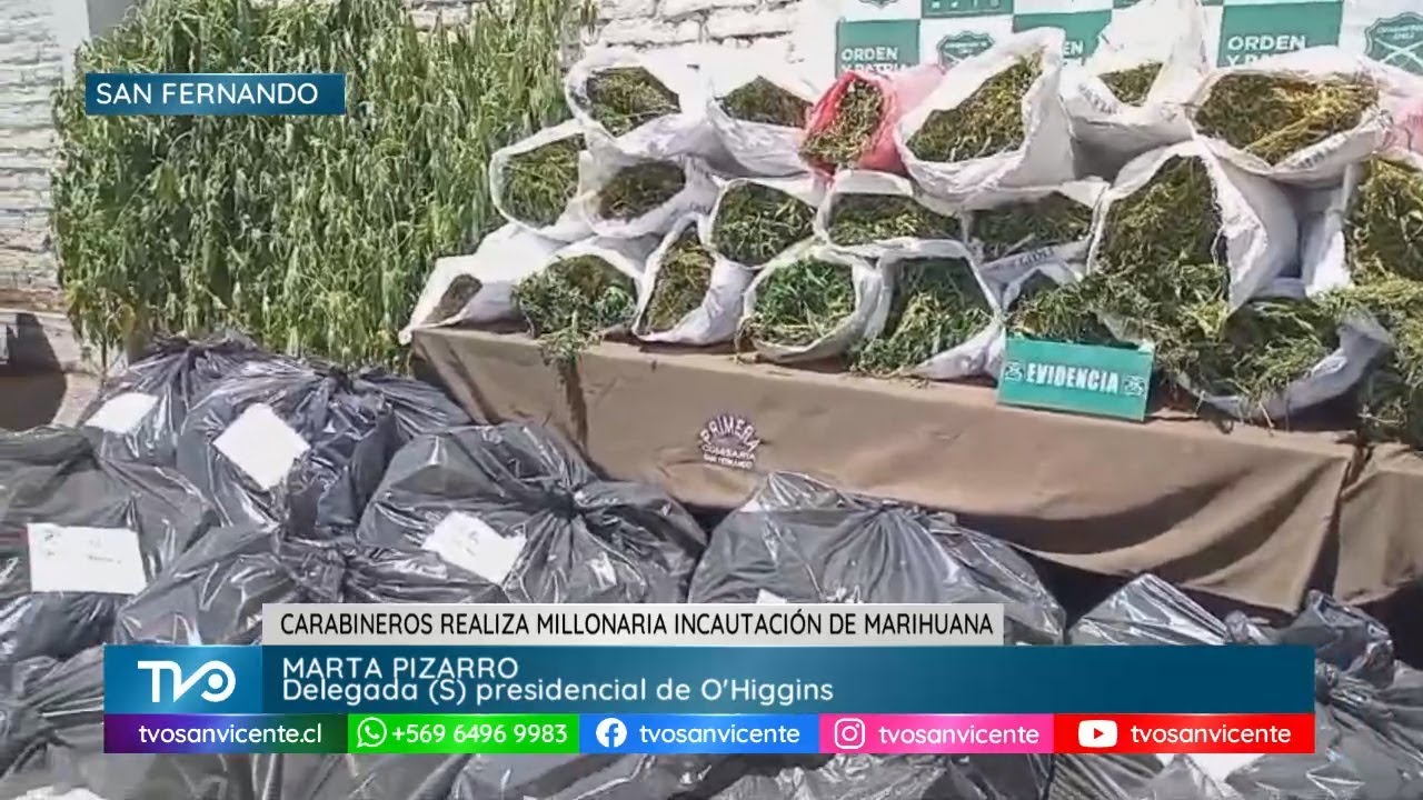 TVO: Millonaria incautación de marihuana elaborada en San Fernando