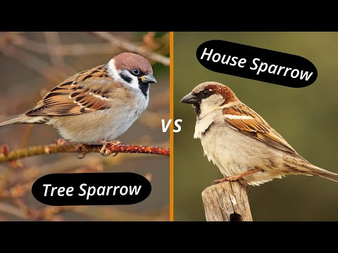 How to distinguish a house sparrow from a tree sparrow? House sparrow vs tree sparrow!