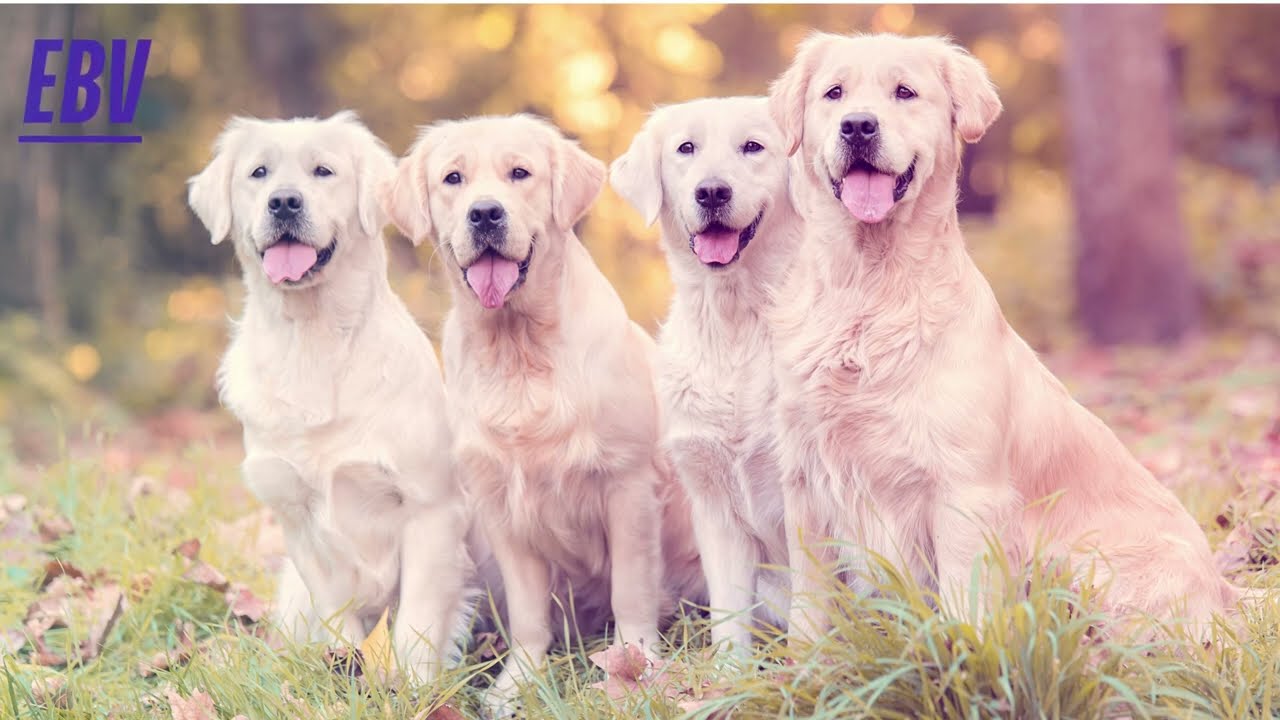 Understanding Estimated Breeding Values (EBV)