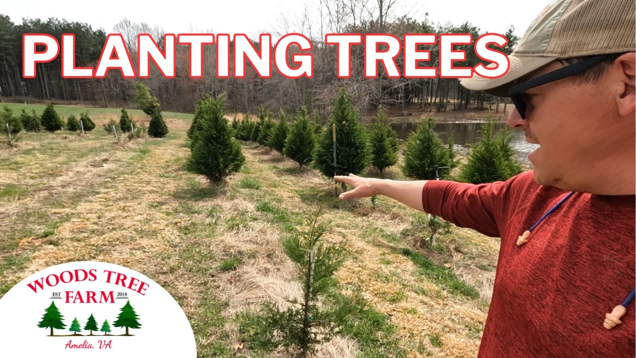Tree Farming Time! How We Plant Cypress Trees