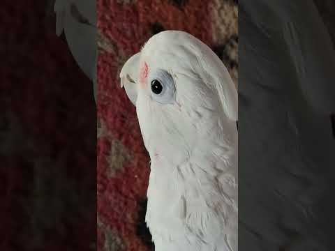 Goffin Cockatoo #shorts #goffin #cockatoo
