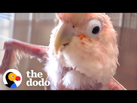 This Dancing Featherless Bird Is The Best Thing You'll See Today - 99.7 DJX
