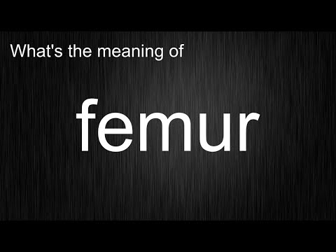 What's the meaning of "femur", How to pronounce femur?