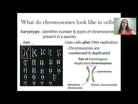 What does a chromosome look like?