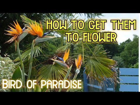 How to get Bird of Paradise Plants to Flower ( How to get Bird of Paradise Plants to Bloom )