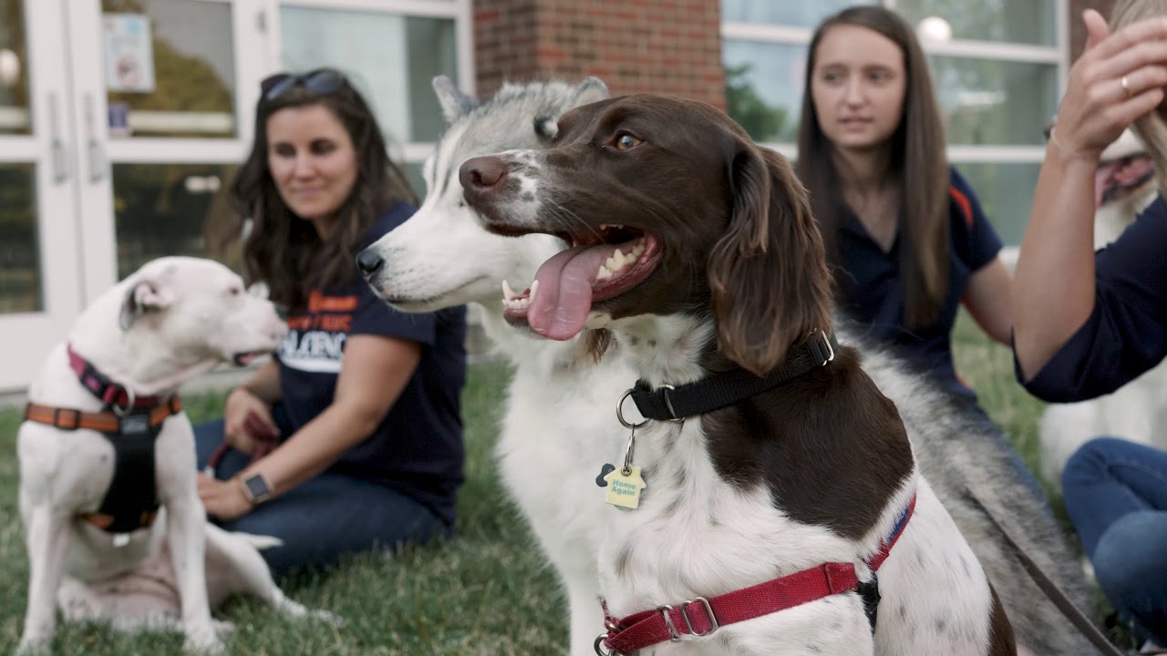 Animal Sciences @Illinois