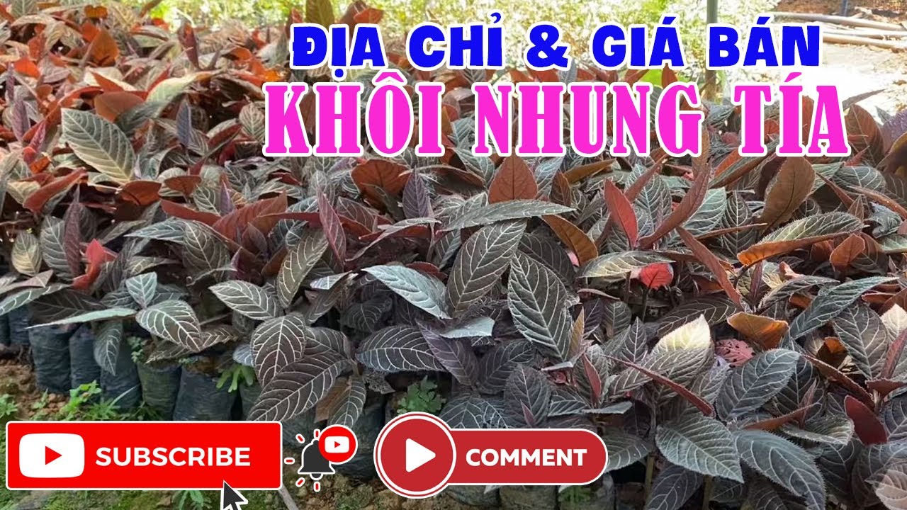 Địa Chỉ & Giá Bán, Công Dụng Khôi Nhung Tía Quý Khách Hàng Nên Biết | 0764 456 123