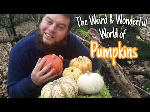 The Pumpkin - Weird & Wonderful Facts, Nutrition, History, Folklore & More 🎃
