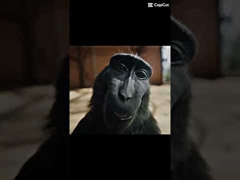 Rizzler monkey #rizz #monkey #edit #rizzler #gorilla