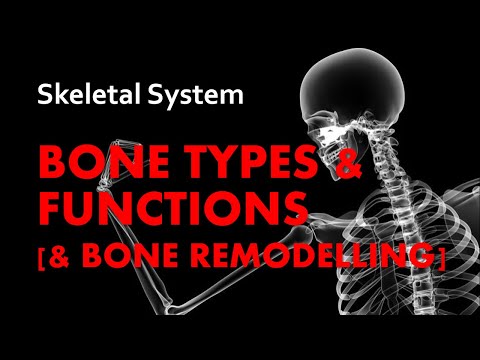 Bone Types & Functions (with Bone Remodelling) | Skeletal System 02 | Anatomy & Physiology