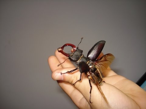 !FLYING! Stag Beetle / Fliegender Hirschkäfer! - Lucanus cervus cervus
