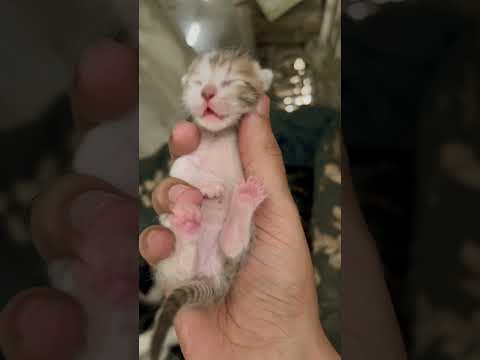 New born kitten sound #trending #bilalcats #viral #cat #babycat #babyanimal #mycat #shorts
