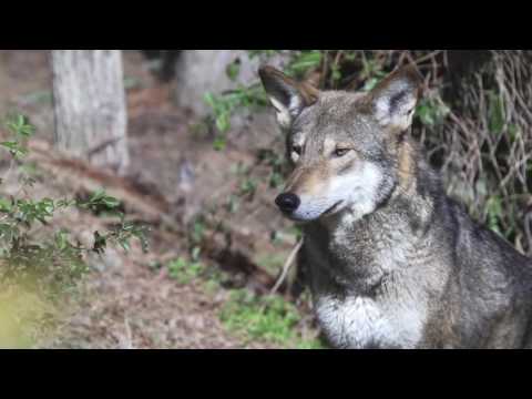 CHEROKEE WORD OF THE WEEK: WOLF