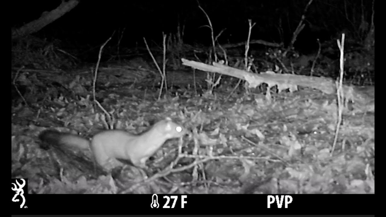 Long-tailed Weasel - Lyme, CT