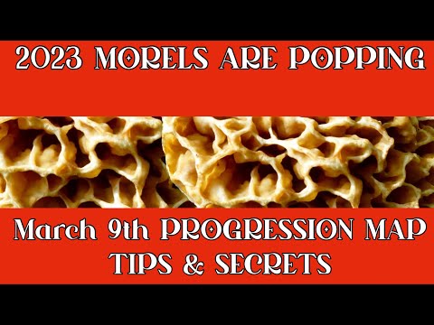 🔥2023 Morel Mushroom Progression Map updated March 9th🔥Expert Hunting Tips Revealed, #morelhunting