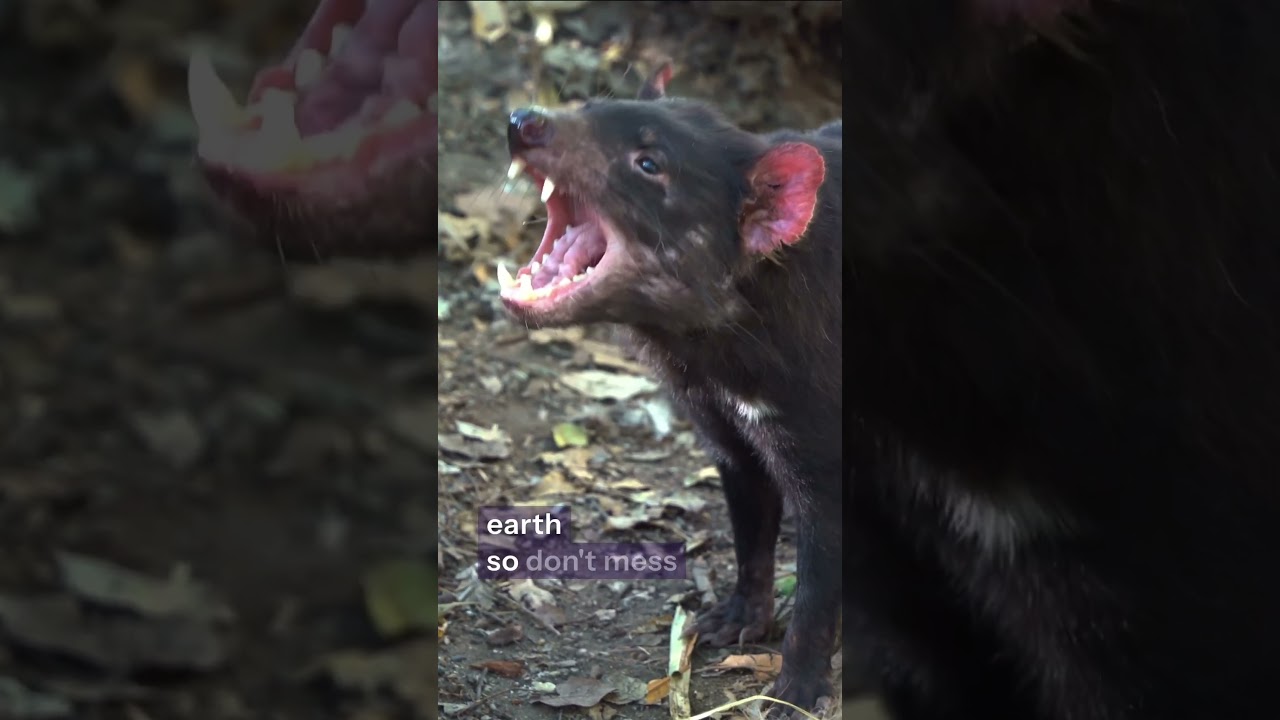 The Most Savage Bite on Earth 🦷 Tasmanian Devil