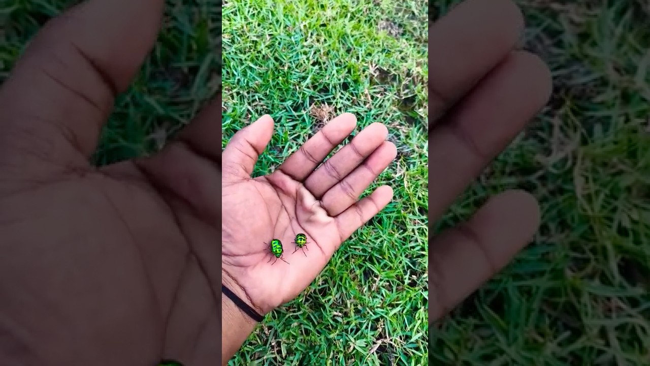 It is the Smaller shiny jewel beetle s2beautifulinsects #nature # #anyuniqueanimals #insects YP67376