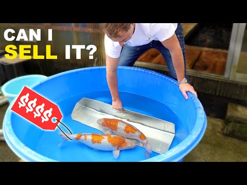 A Full Day Buying Japanese Koi: Visiting Top Koi Farms in Japan!