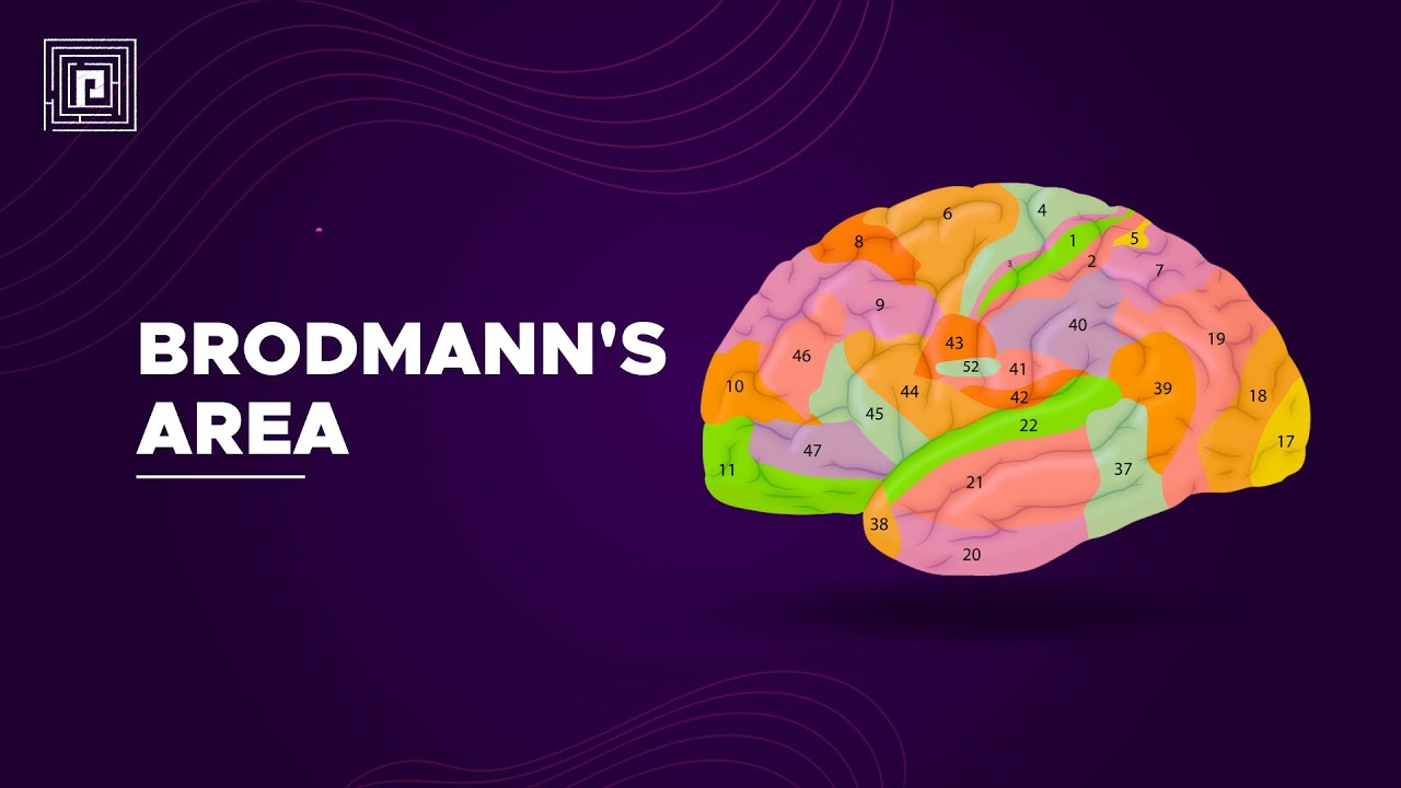 Brodmann's Area in 3 mins!