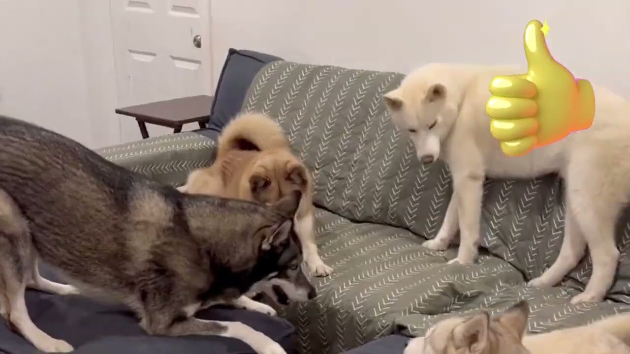 Molly Mutt Couch Cover vs. 8 Huskies