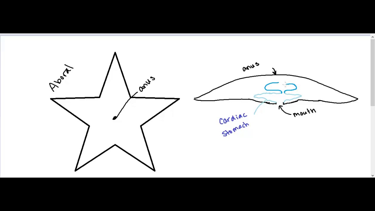 starfish digestive system