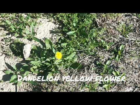 The Dandelion yellow flower