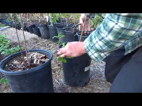 Harvesting -Propagating Apple Rootstocks from Root Suckers--Ben Kotnik