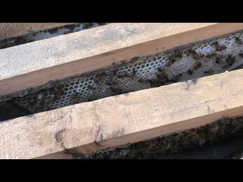 The Kenyan Top Bar Hive: Key Features & Benefits