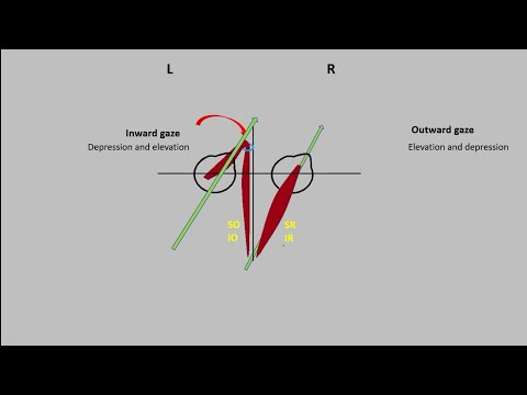 extraocular movements | EOM with axis of vision | individual vs combined EOM