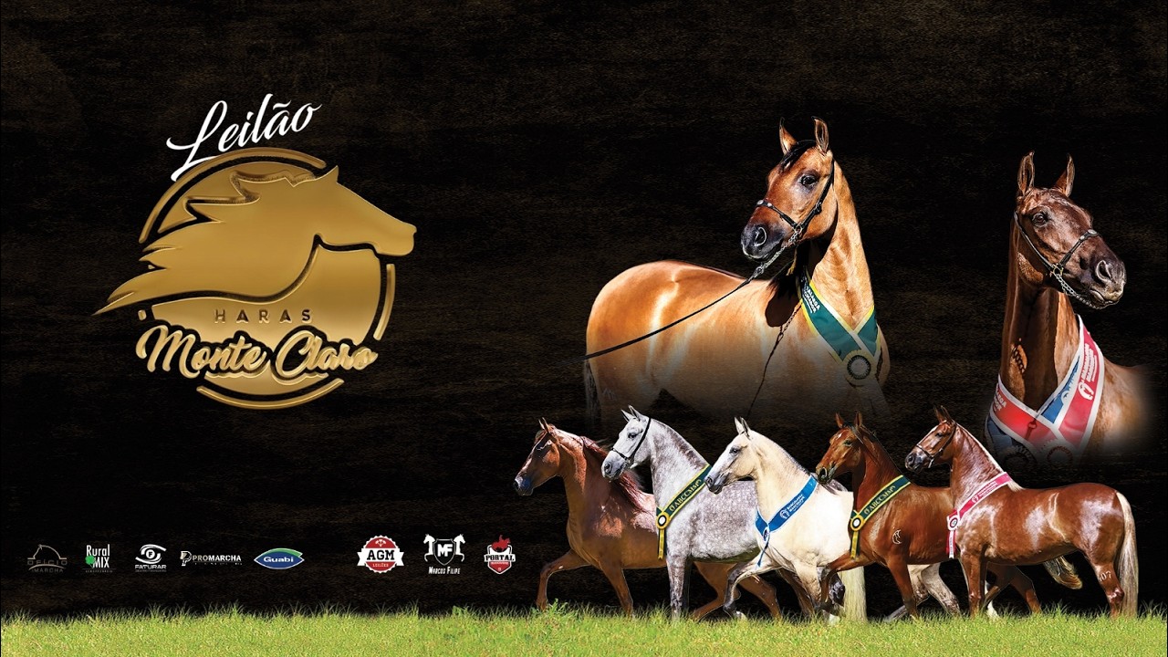 LIVE DE APRESENTAÇÃO DOS ANIMAIS DO LEILÃO - HARAS MONTE CLARO