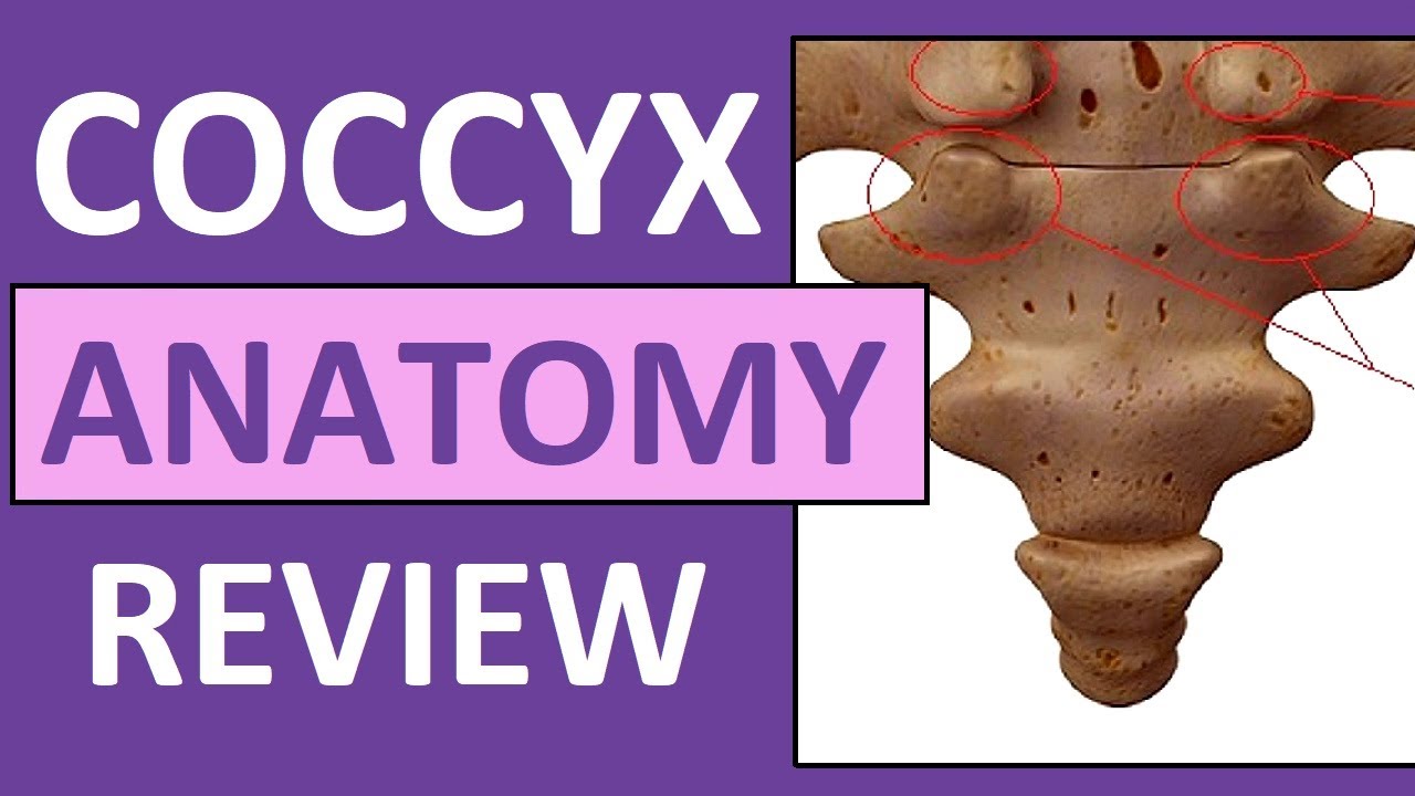 Coccyx Anatomy | Coccygeal Cornua, Transverse Process, Base, Apex