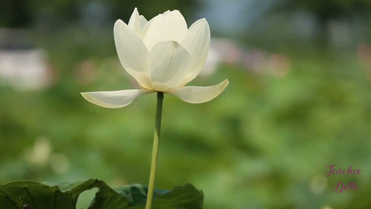 The Story of Creation | God's Creation | Teacher Dette